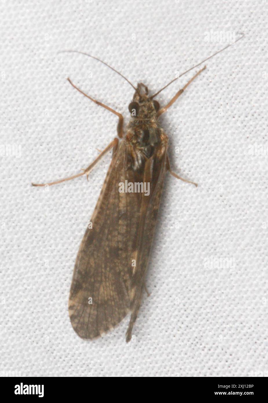 Net-spinning Caddisflies (Hydropsychidae) Insecta Stock Photo - Alamy