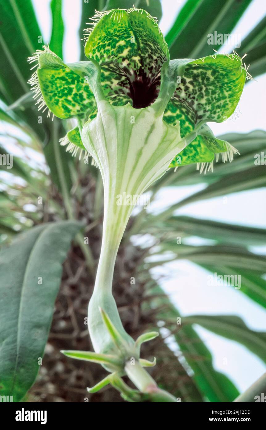 Parachute plant (Ceropegia sandersonii9, Apocynacea. Perennial herb ...