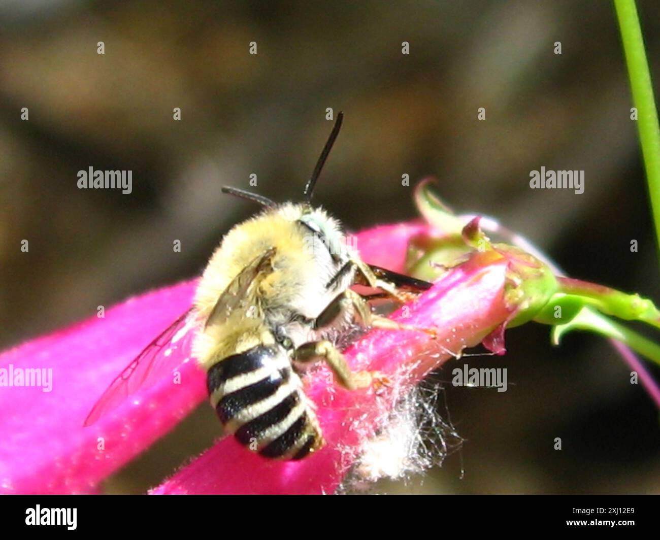Urbane Digger Bee (Anthophora urbana) Insecta Stock Photo - Alamy