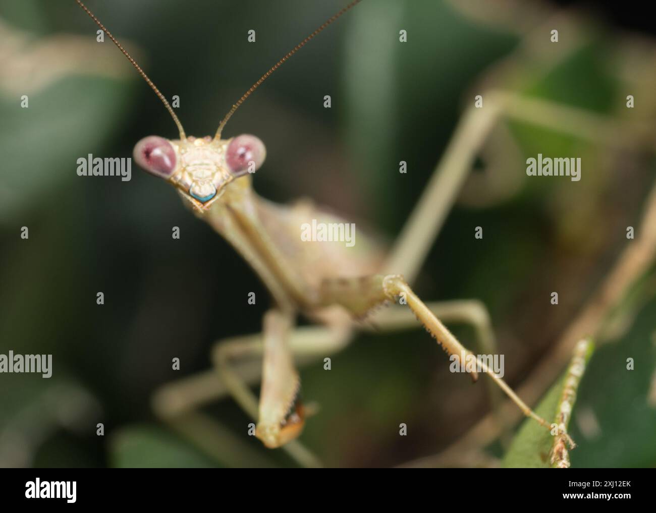Arizona Mantis (Stagmomantis limbata) Insecta Stock Photo - Alamy