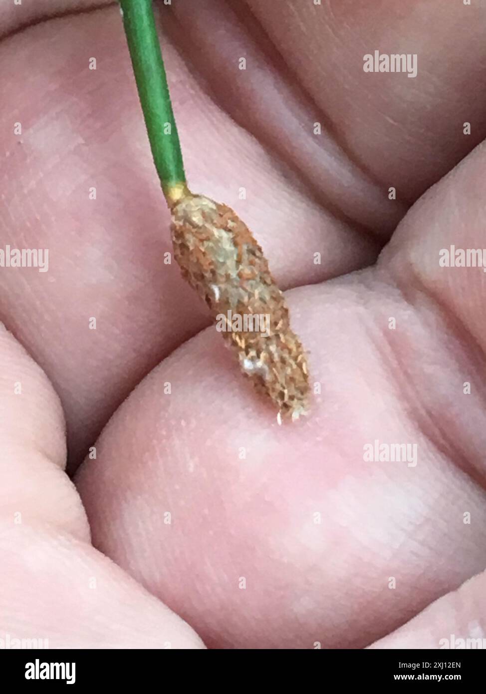 sand spikerush (Eleocharis montevidensis) Plantae Stock Photo - Alamy