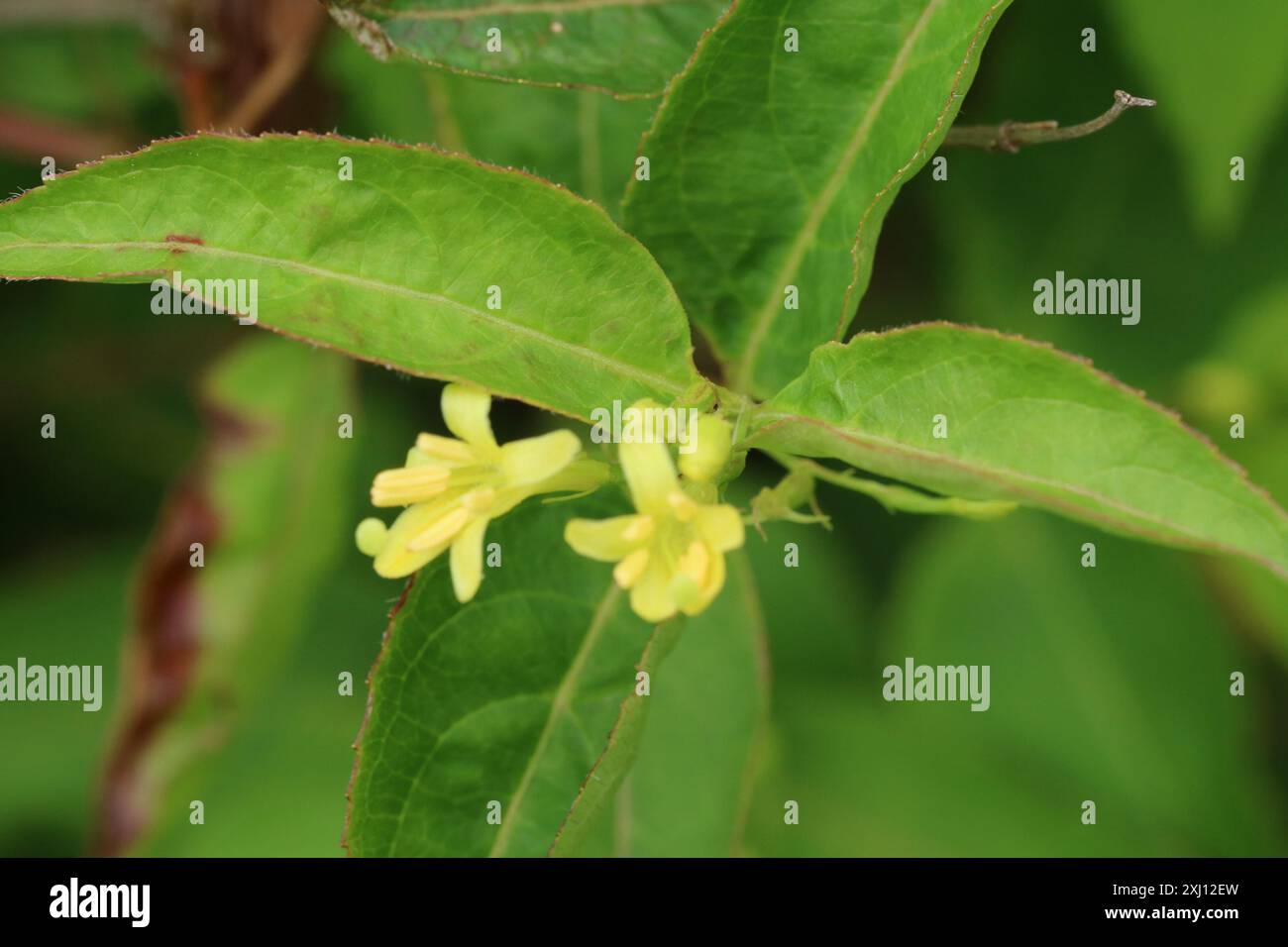 northern bush honeysuckle (Diervilla lonicera) Plantae Stock Photo - Alamy