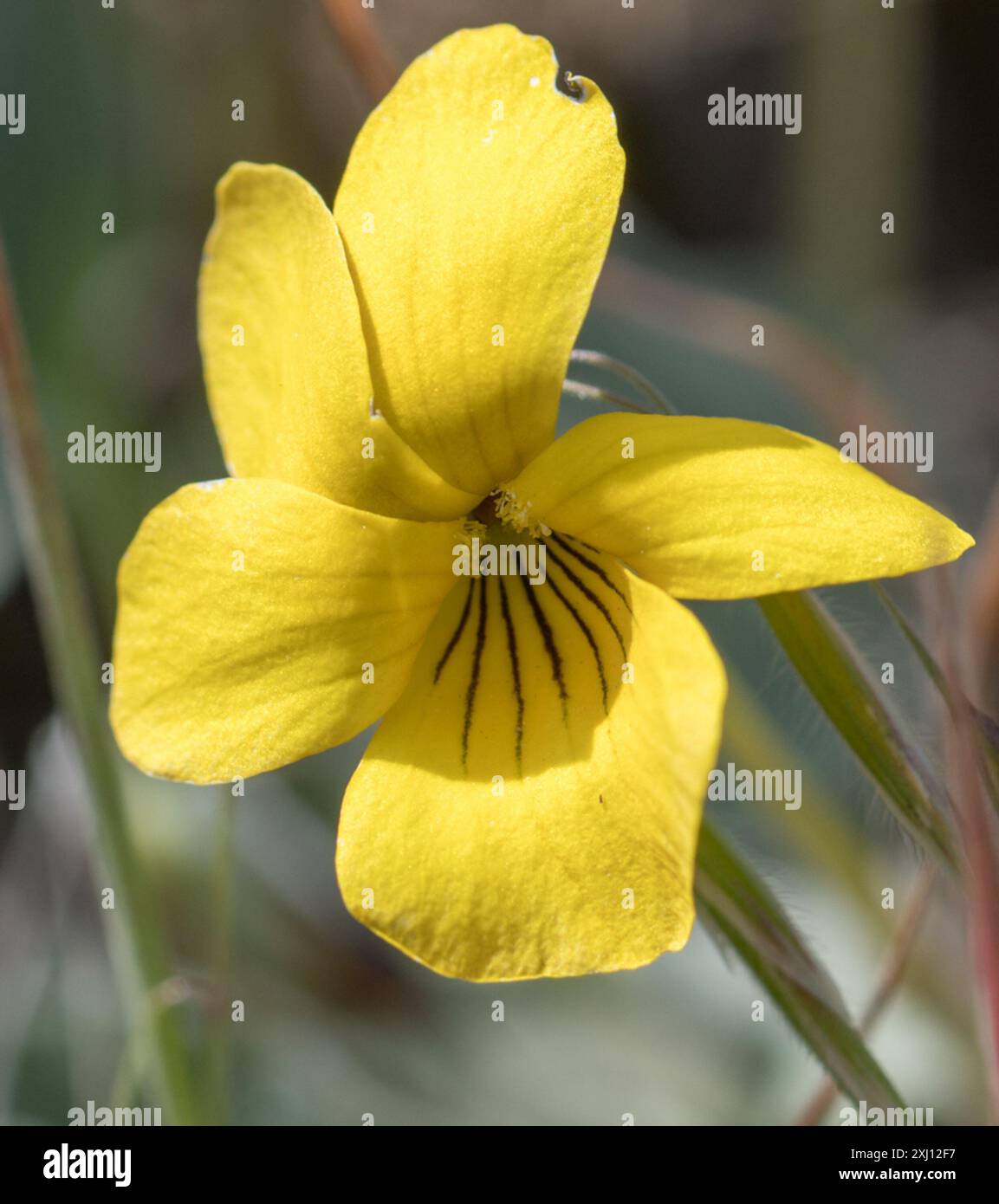 Goosefoot violet (Viola purpurea) Plantae Stock Photo - Alamy