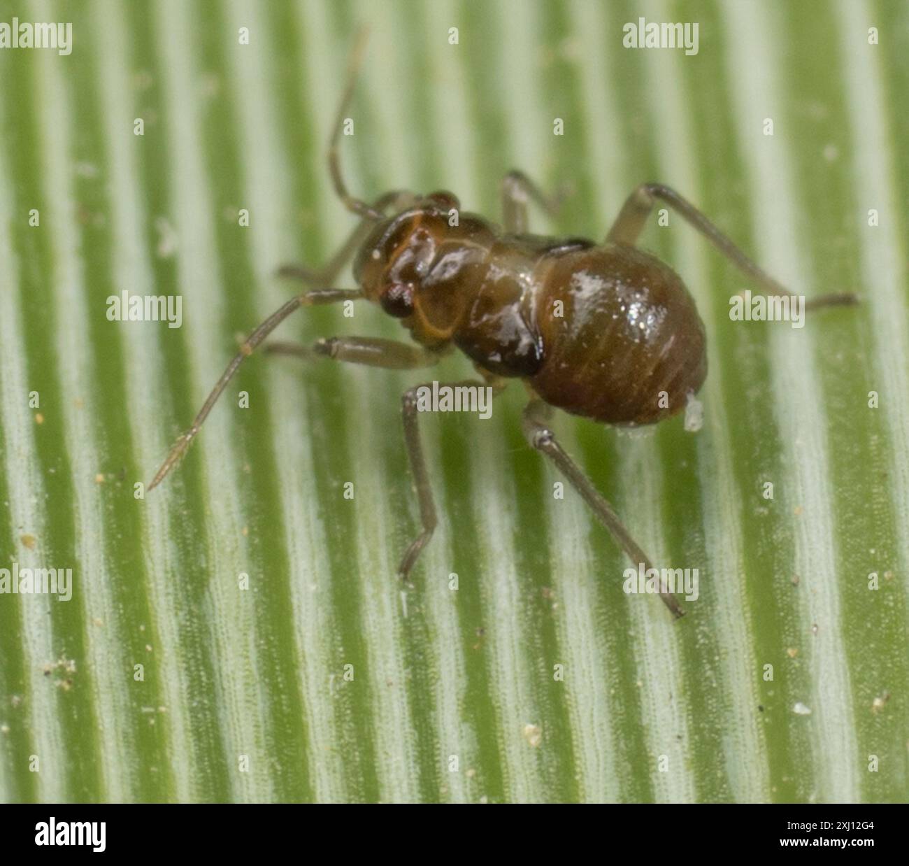 Yucca Plant Bug (Halticotoma valida) Insecta Stock Photo - Alamy