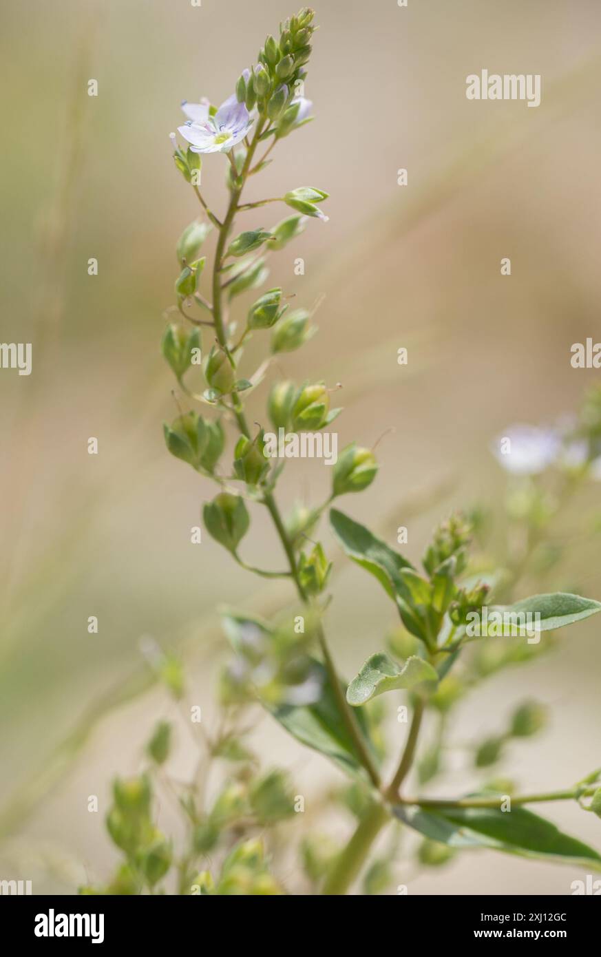 blue water-speedwell (Veronica anagallis-aquatica) Plantae Stock Photo ...