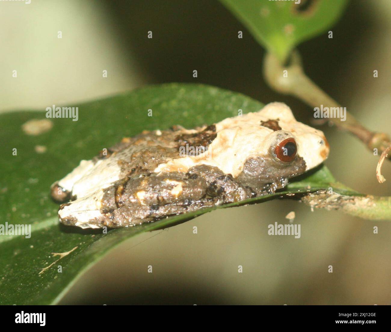 Dotted Bubble-nest Frog (Theloderma albopunctatum) Amphibia Stock Photo ...
