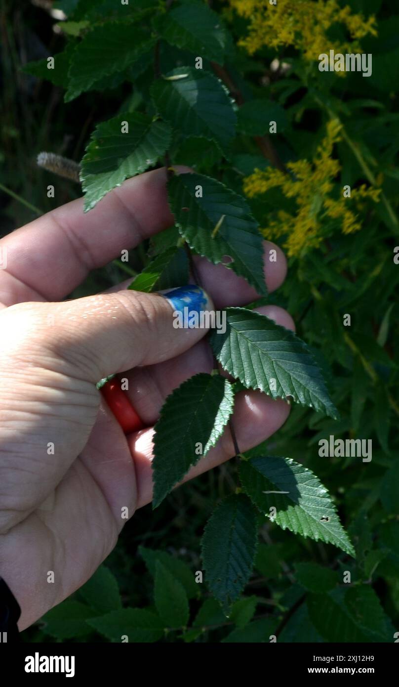 Siberian elm (Ulmus pumila) Plantae Stock Photo - Alamy