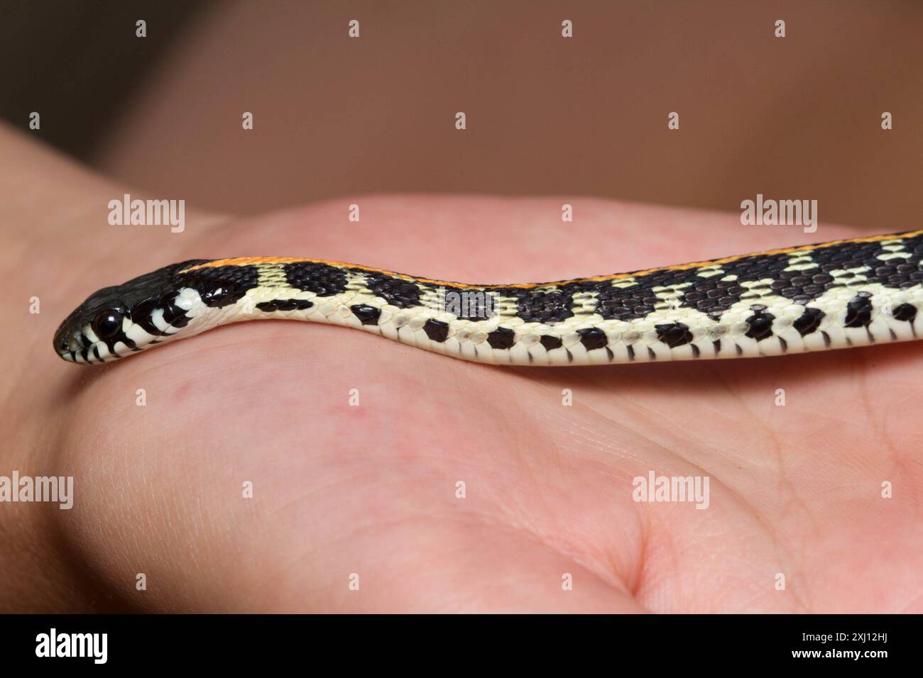 Black-necked Garter Snake (Thamnophis cyrtopsis) Reptilia Stock Photo ...