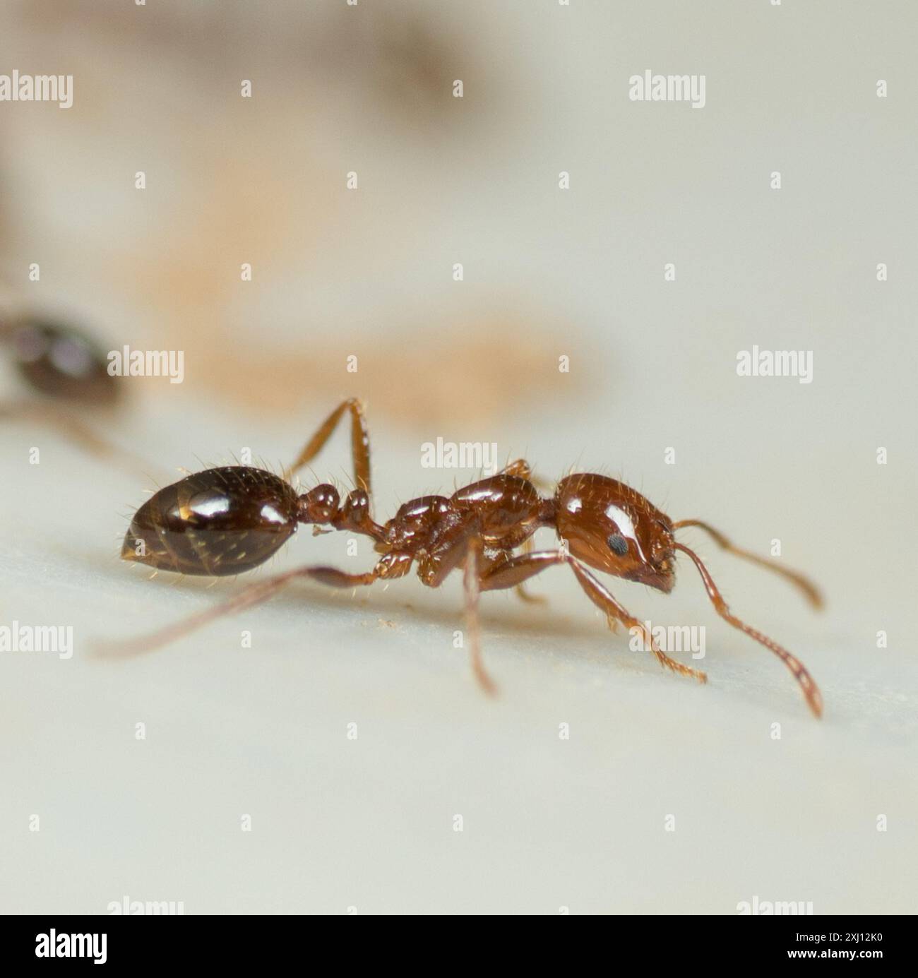 Red Imported Fire Ant (Solenopsis invicta) Insecta Stock Photo - Alamy