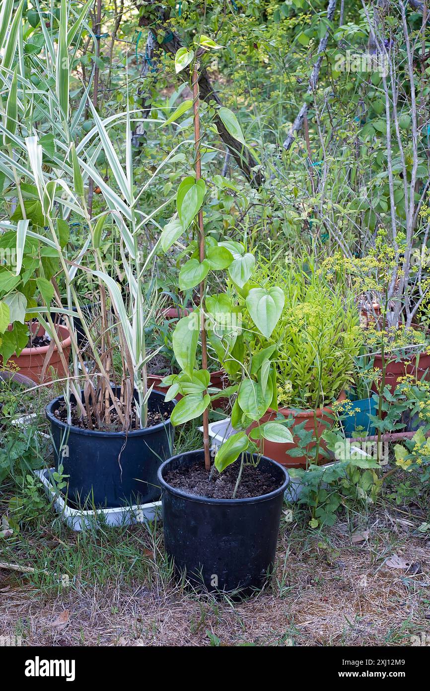 White yam or African yam (Dioscorea cayenensis subsp. rotundata ...