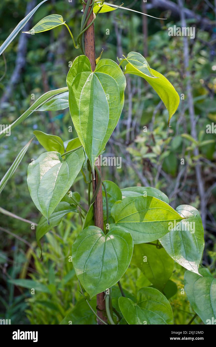 White yam or African yam (Dioscorea cayenensis subsp. rotundata ...