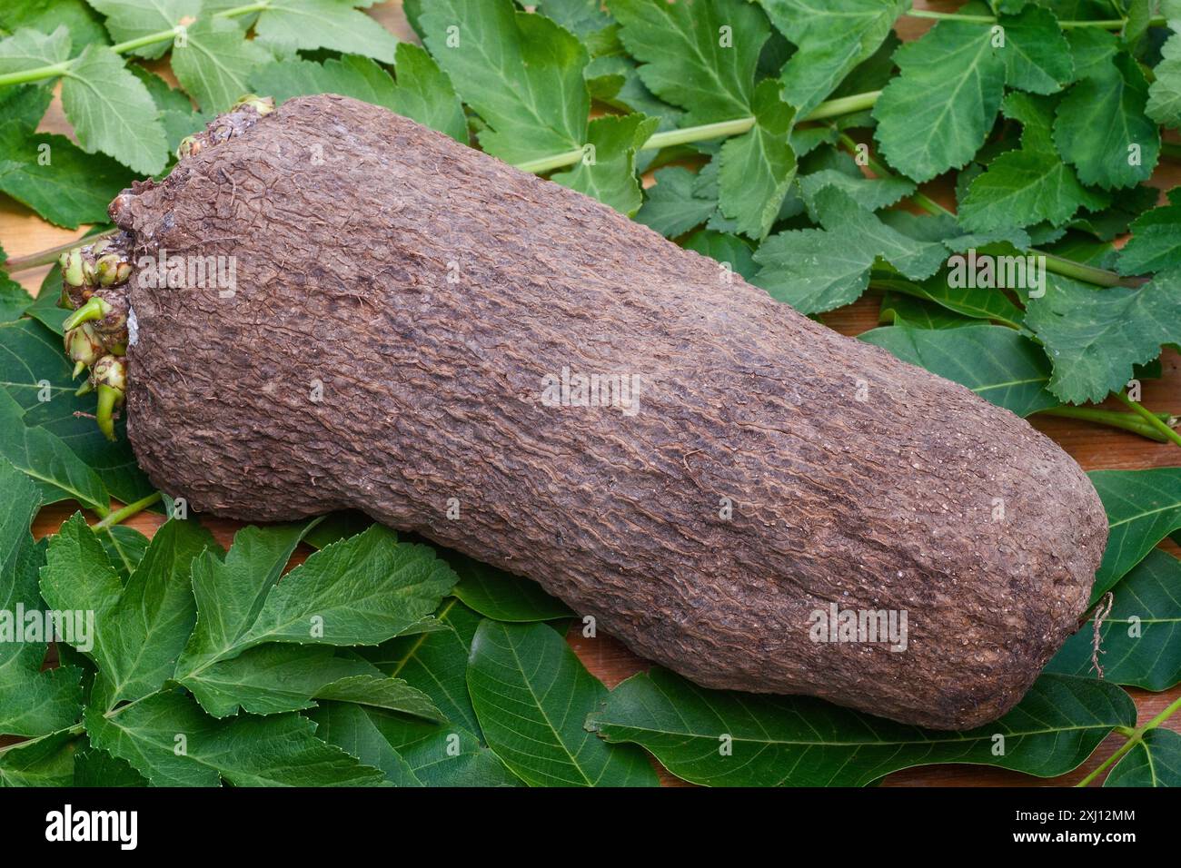 White yam or African yam (Dioscorea cayenensis subsp. rotundata = Discorea rotunda ...