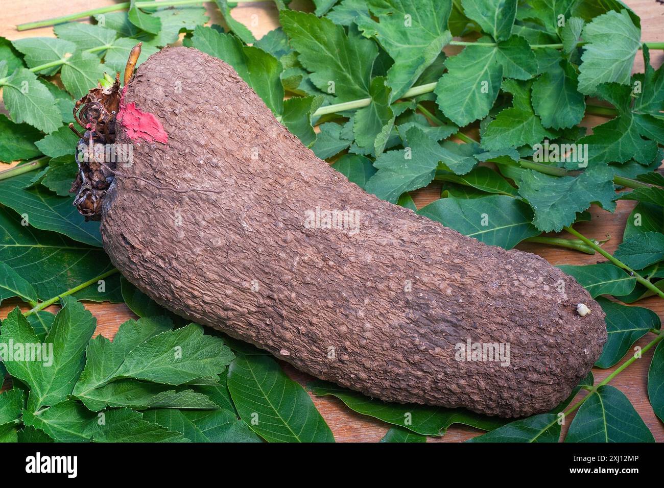 White yam or African yam (Dioscorea cayenensis subsp. rotundata ...