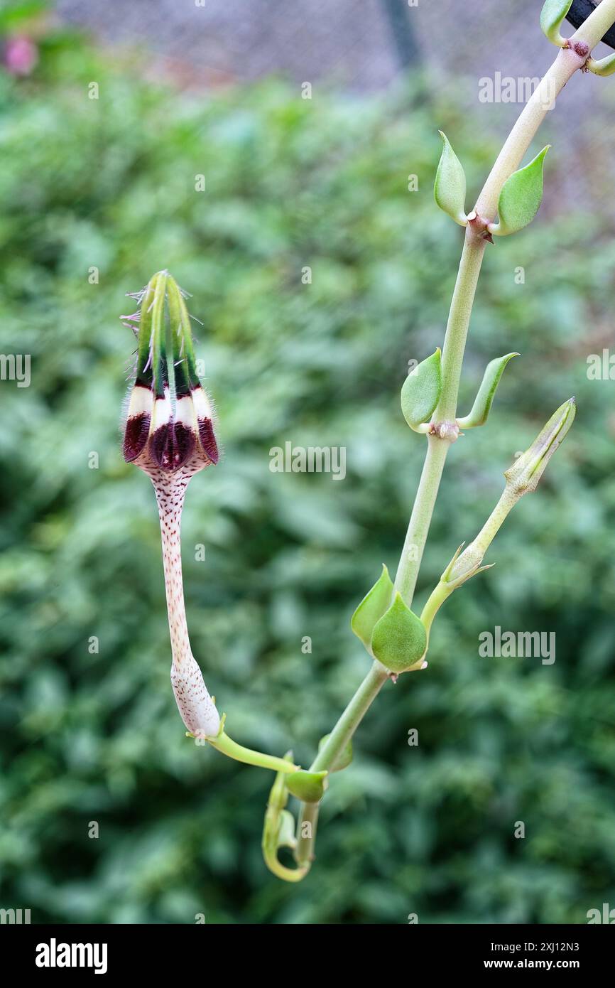 Ceropegia radicans, Apocynacea. Perennial herb vine, ornamental plant ...