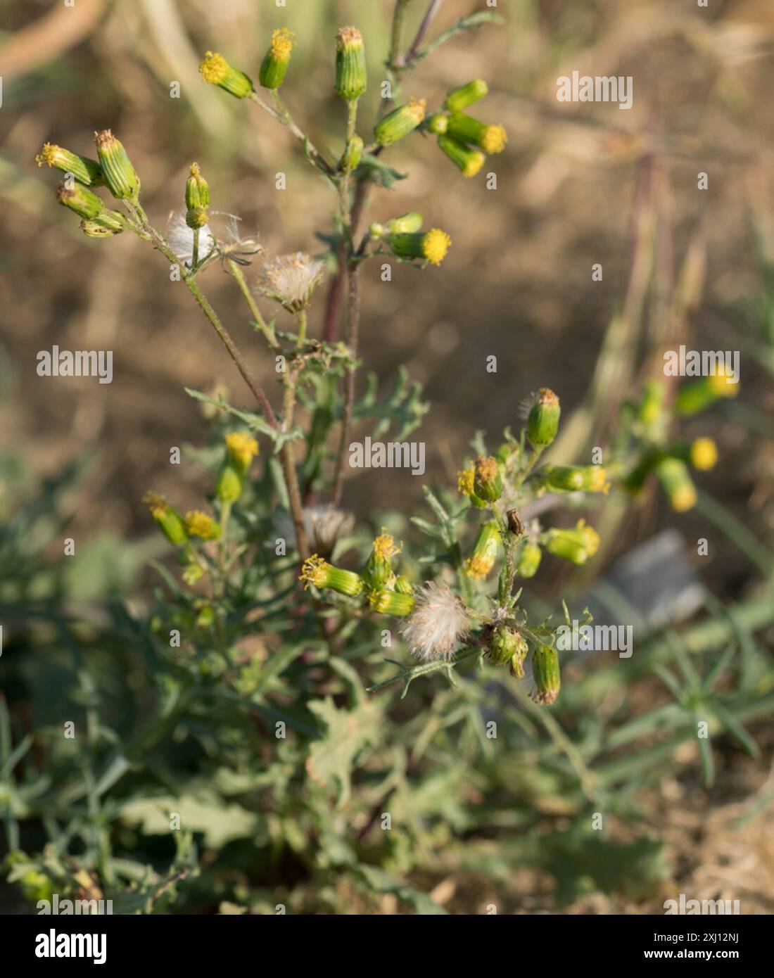 common groundsel (Senecio vulgaris) Plantae Stock Photo - Alamy