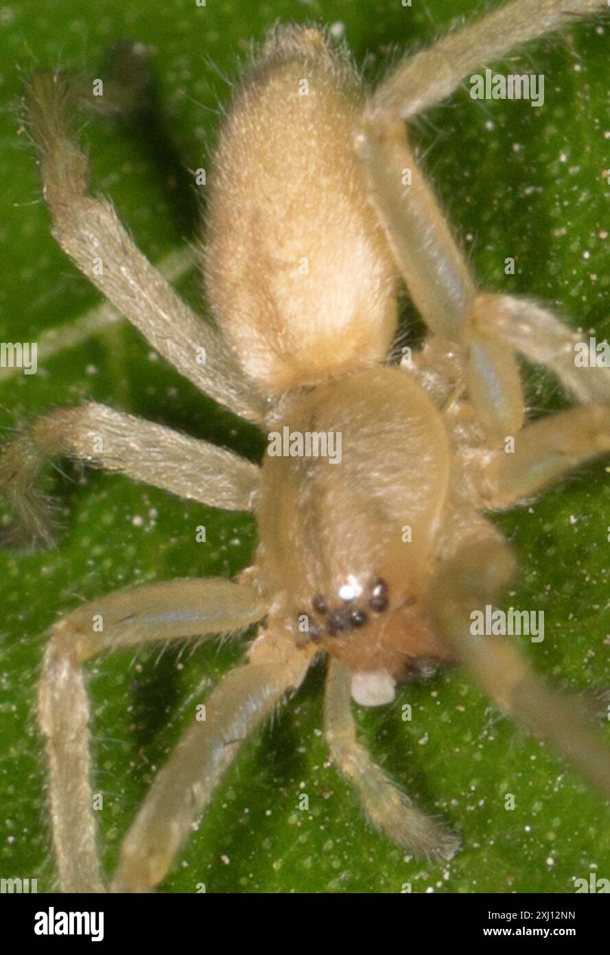 Longlegged Sac Spiders (Cheiracanthium) Arachnida Stock Photo - Alamy