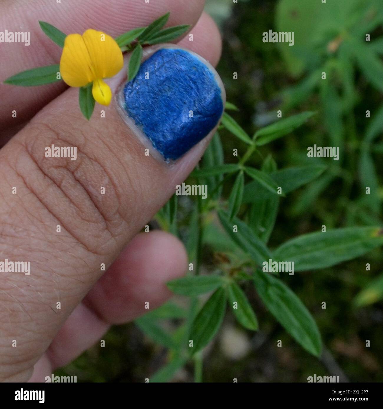 sidebeak pencilflower (Stylosanthes biflora) Plantae Stock Photo - Alamy