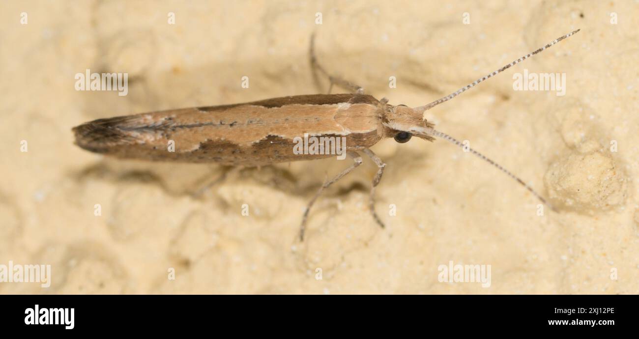 Diamondback Moth (Plutella xylostella) Insecta Stock Photo - Alamy