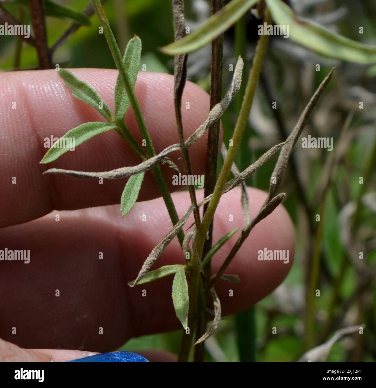 upright prairie coneflower (Ratibida columnifera) Plantae Stock Photo ...