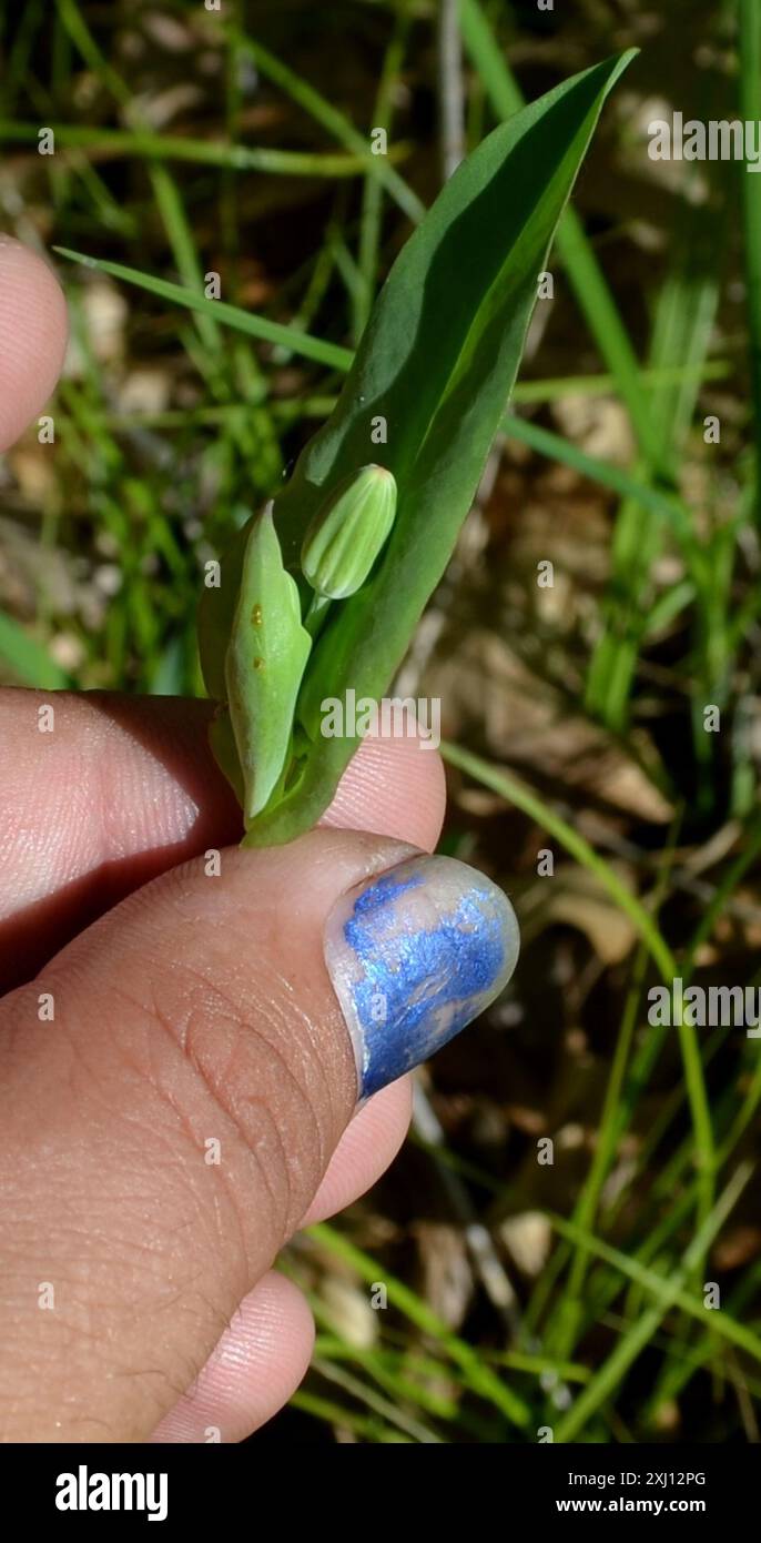 Two-flower Dwarf-dandelion (Krigia biflora) Plantae Stock Photo - Alamy