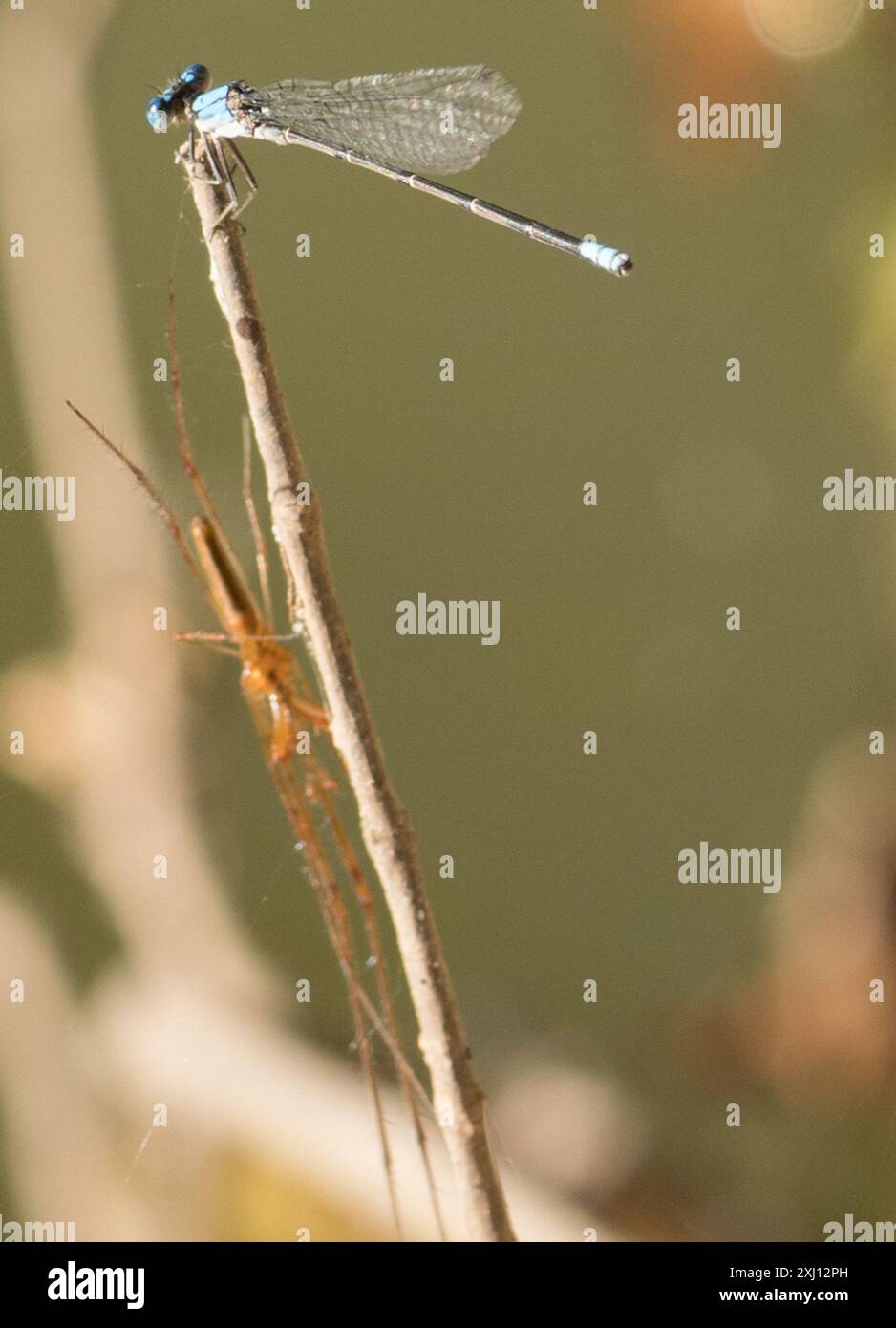 Blue-fronted Dancer (Argia apicalis) Insecta Stock Photo - Alamy