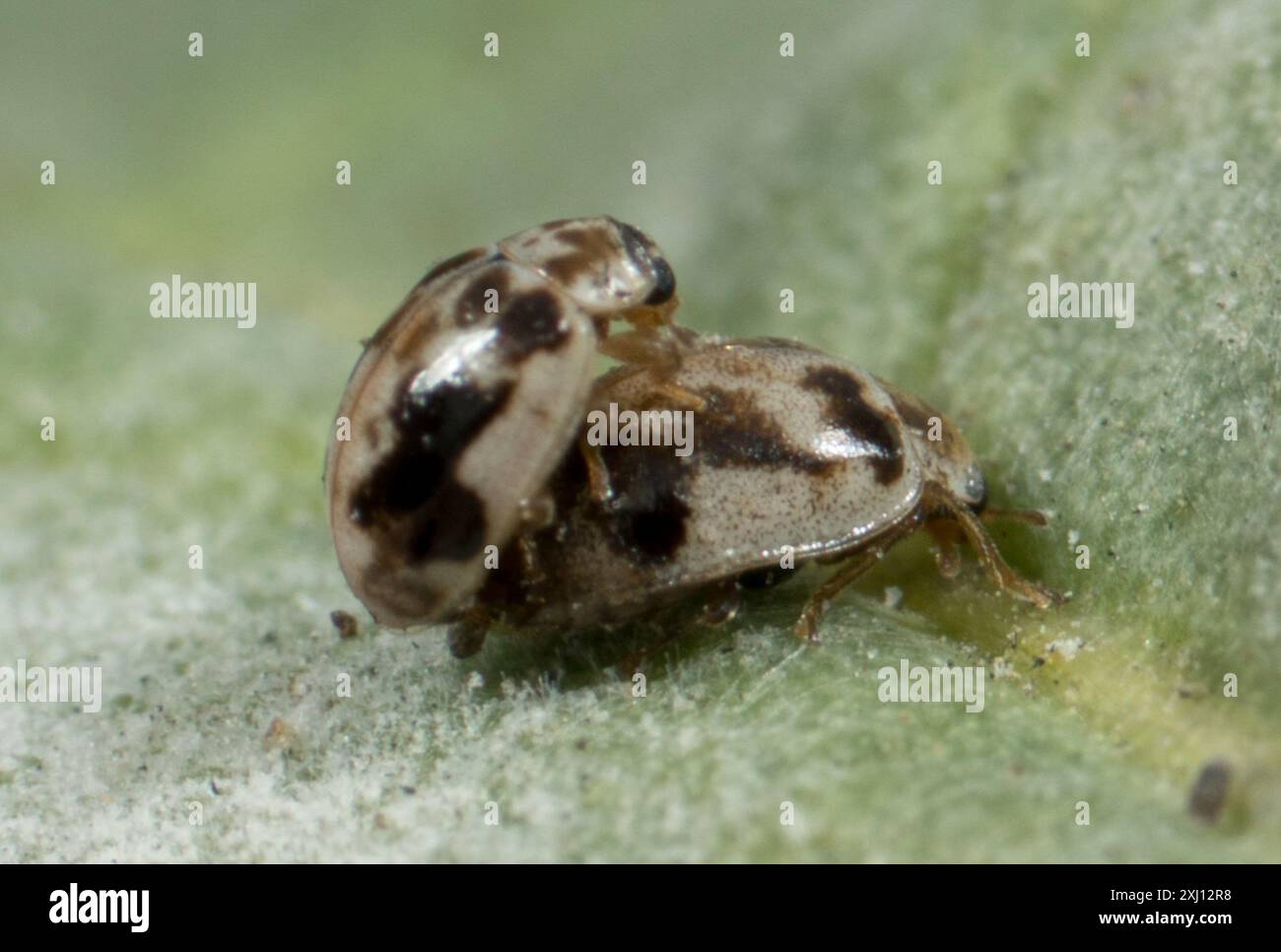 Kidney-spotted Fairy Lady Beetle (Psyllobora renifer) Insecta Stock ...