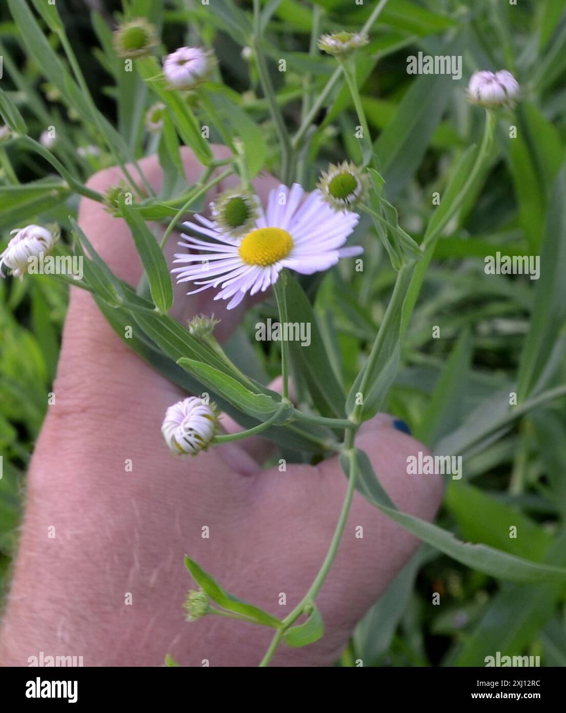 Decurrent False Aster (Boltonia decurrens) Plantae Stock Photo - Alamy