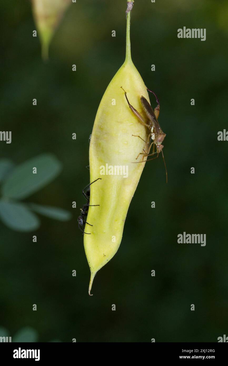 Texas Bow-legged Bug (Hyalymenus tarsatus) Insecta Stock Photo - Alamy