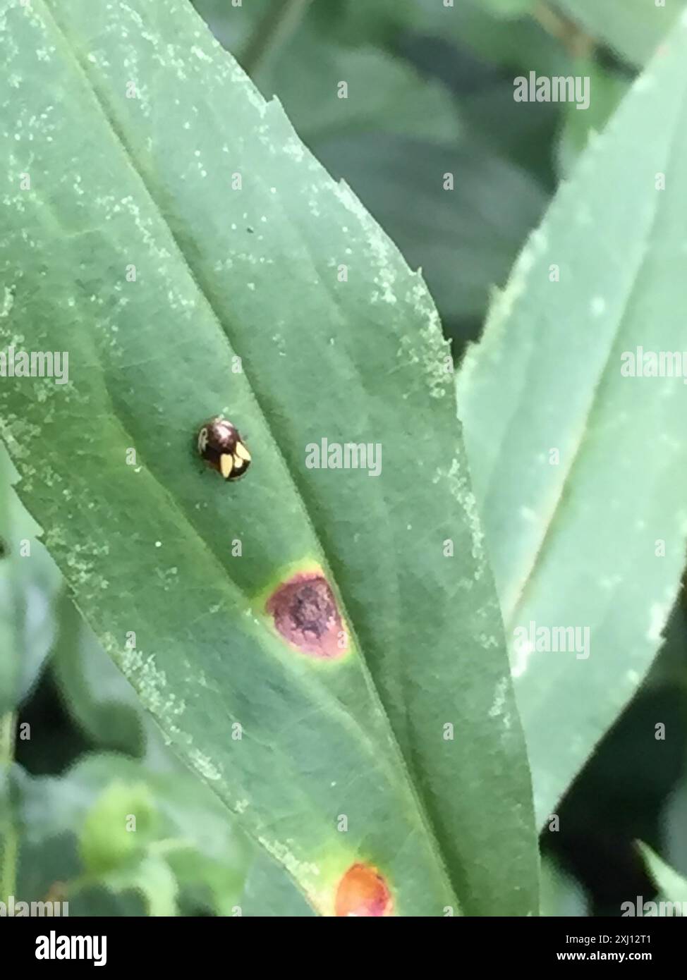 Dogwood Spittlebug (Clastoptera proteus) Insecta Stock Photo - Alamy