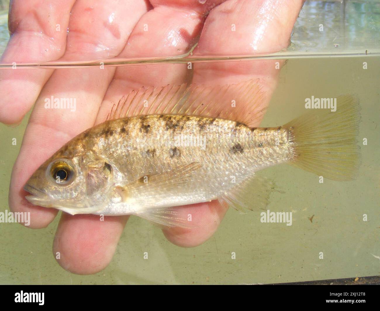 Mozambique Tilapia (Oreochromis mossambicus) Actinopterygii Stock Photo ...