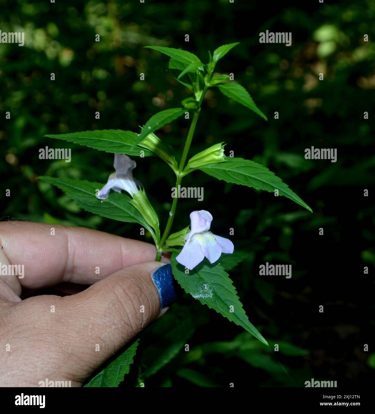 sharpwing monkeyflower (Mimulus alatus) Plantae Stock Photo - Alamy