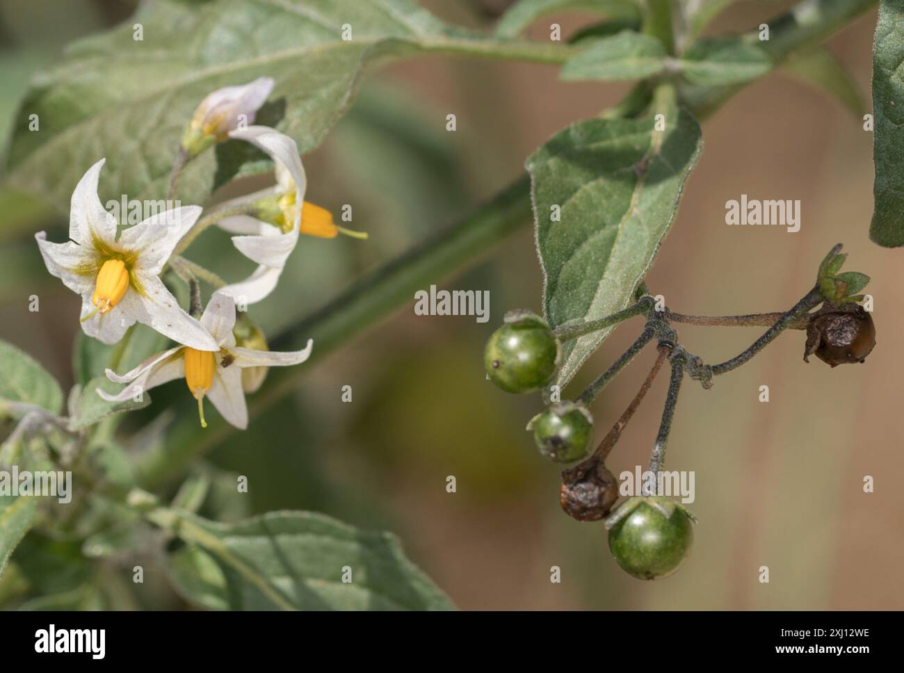greenspot nightshade (Solanum douglasii) Plantae Stock Photo - Alamy