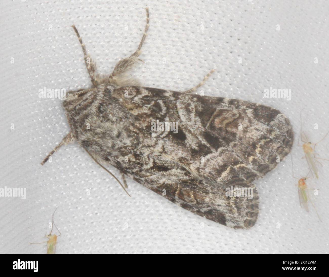 Cutworm Moths and Allies (Noctuidae) Insecta Stock Photo - Alamy