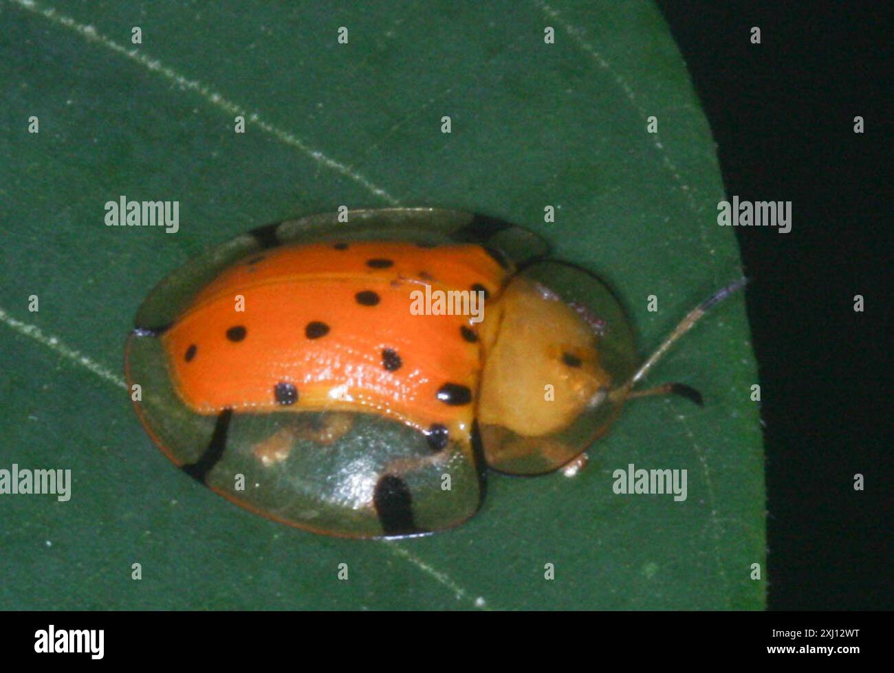Asian Spotted Tortoise Beetle (Aspidimorpha miliaris) Insecta Stock ...