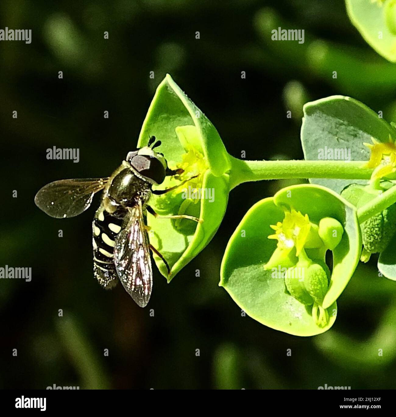 Large-tailed Aphideater (Eupeodes volucris) Insecta Stock Photo - Alamy