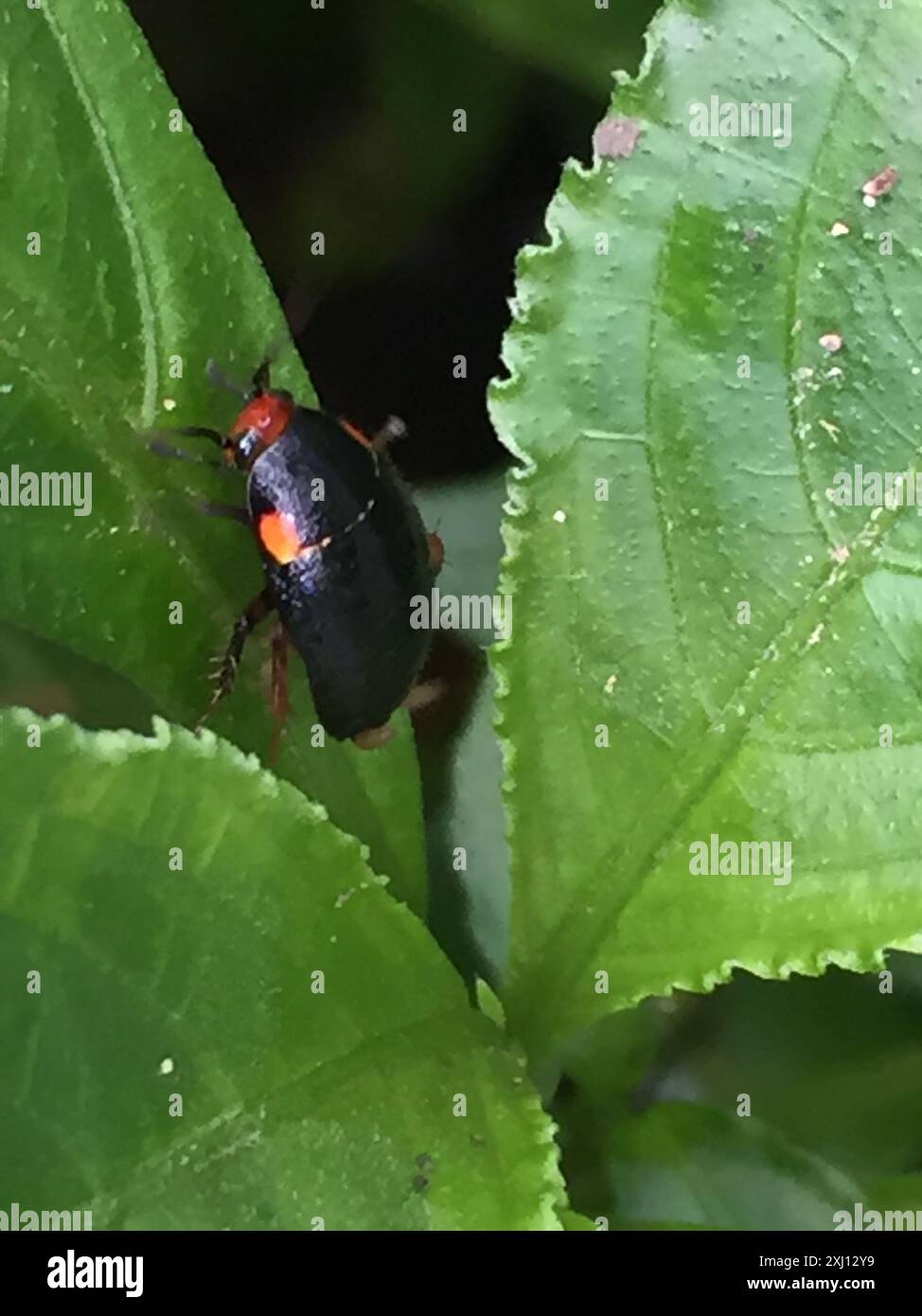 Hemithyrsocera palliata hi-res stock photography and images - Alamy