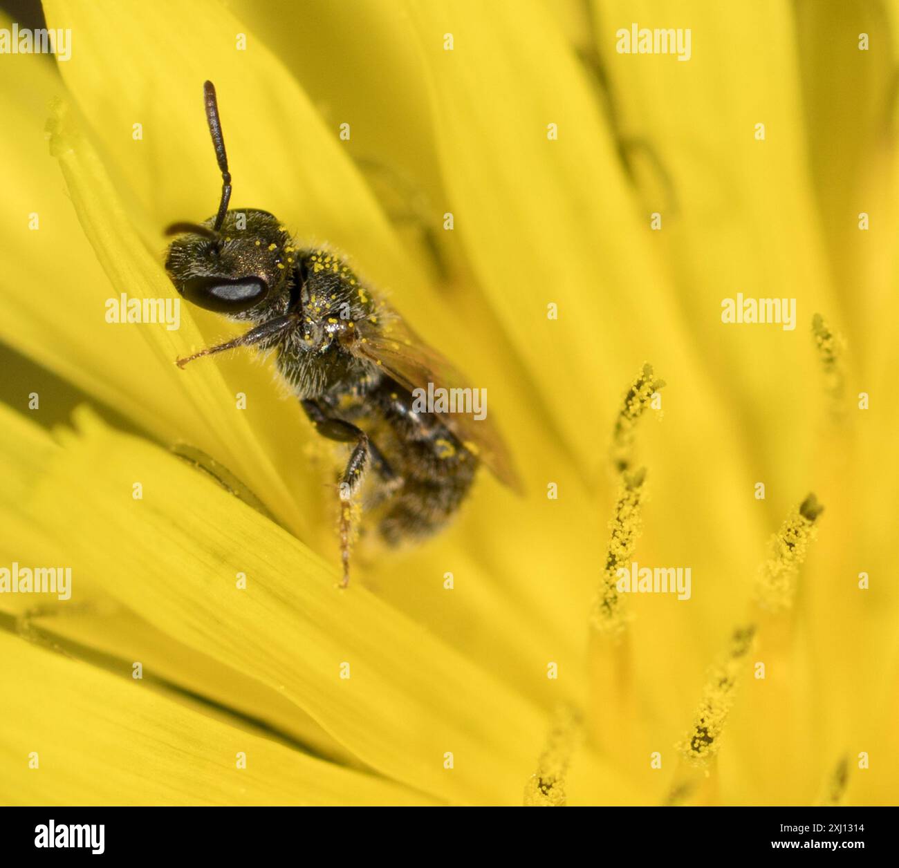 Metallic Sweat Bees (Dialictus) Insecta Stock Photo - Alamy