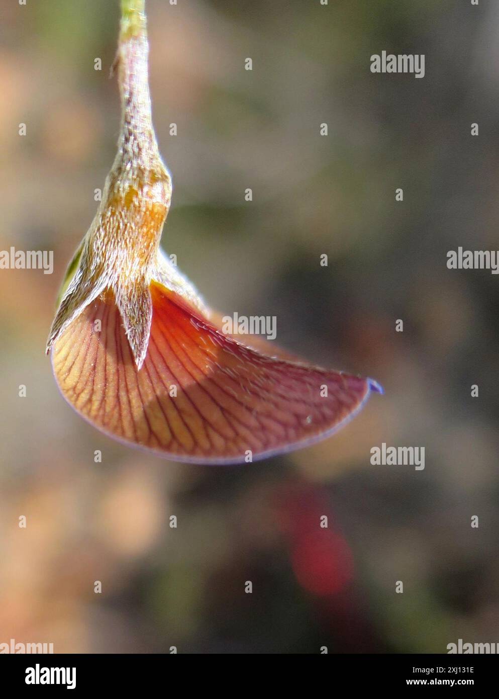 (Lotononis filiformis) Plantae Stock Photo - Alamy