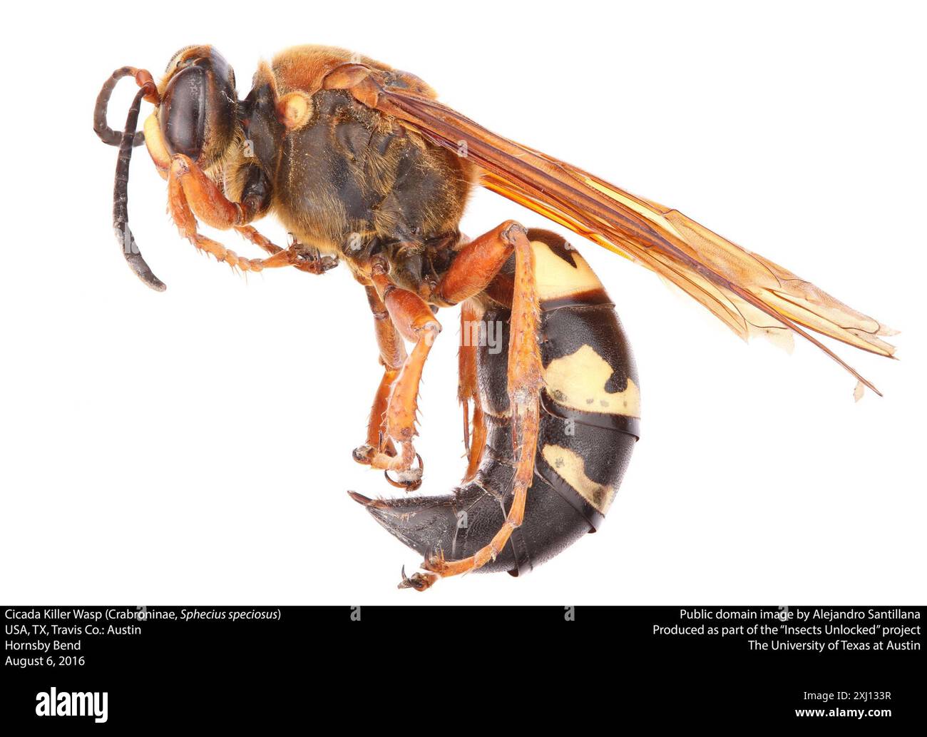 Eastern Cicada-killer Wasp (Sphecius speciosus) Insecta Stock Photo - Alamy