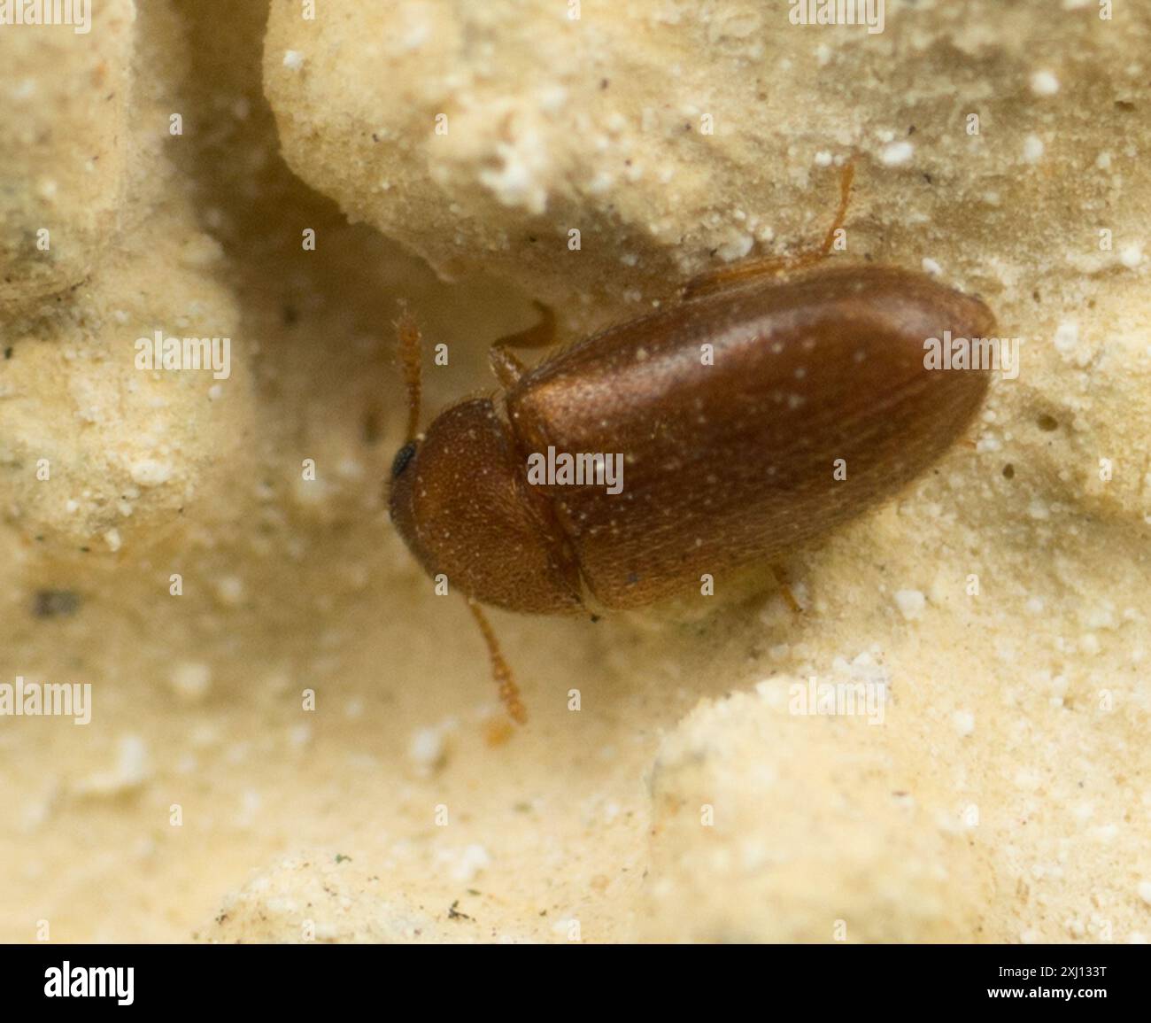 Hairy Fungus Beetle (Typhaea stercorea) Insecta Stock Photo - Alamy