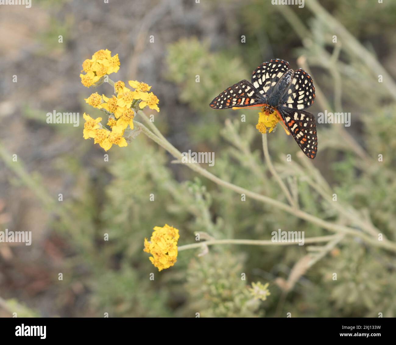 Variable Checkerspot (Euphydryas chalcedona) Insecta Stock Photo - Alamy