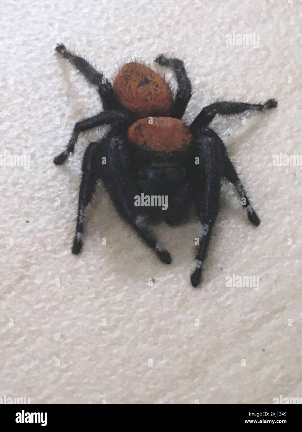 Cardinal Jumping Spider (Phidippus cardinalis) Arachnida Stock Photo ...