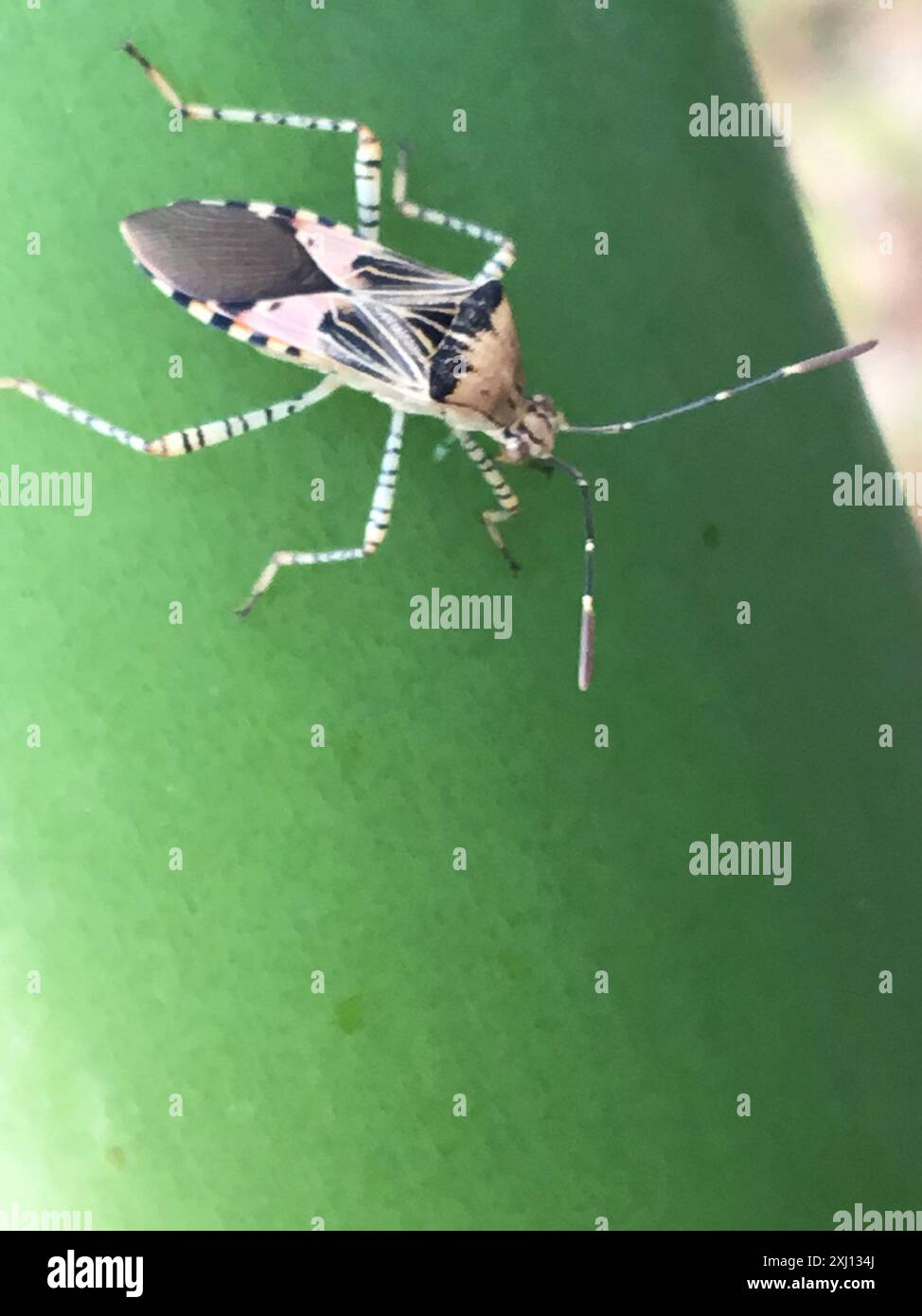 Spot-sided Coreid (Hypselonotus punctiventris) Insecta Stock Photo - Alamy