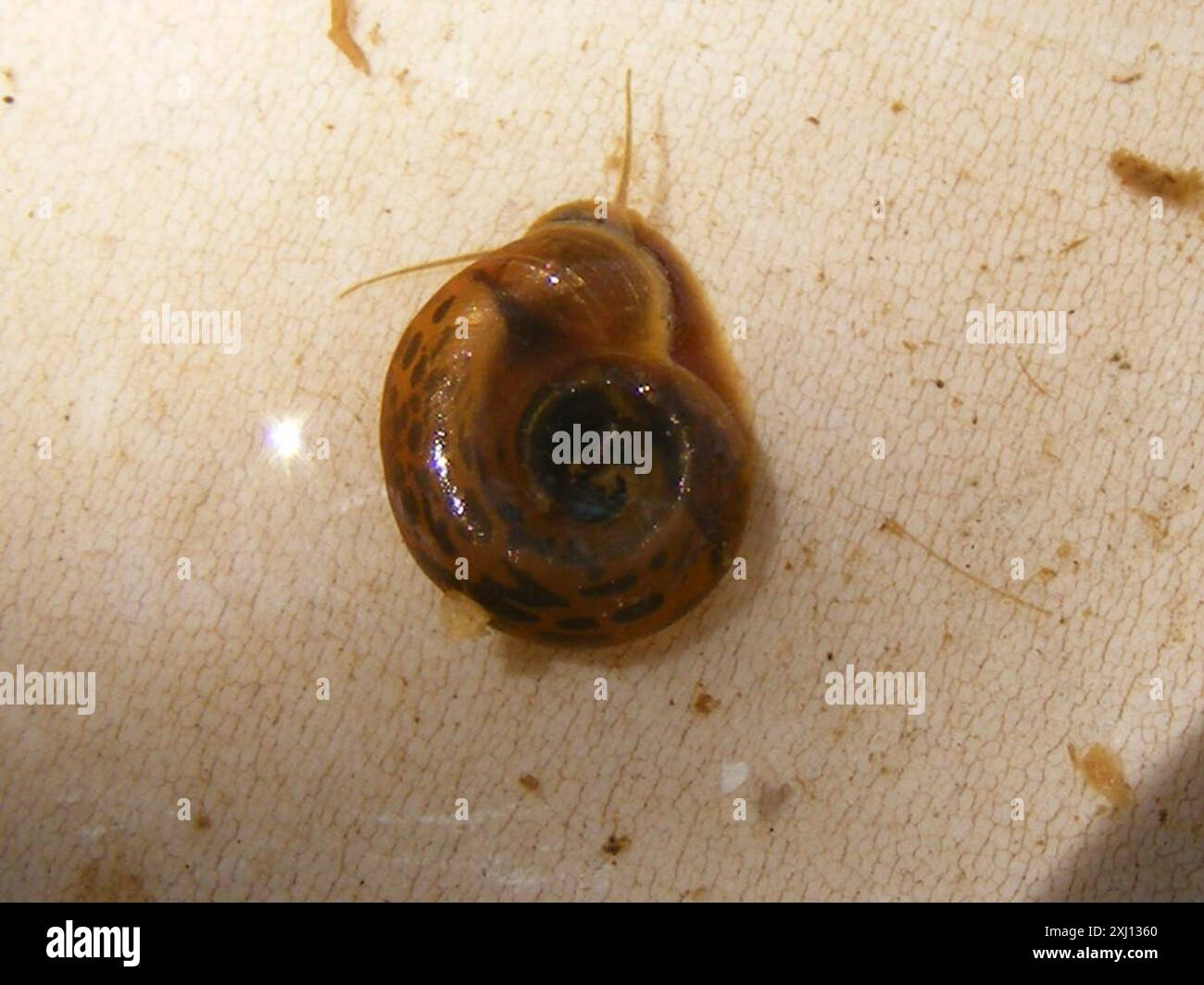 Pfeiffer's Ramshorn Snail (Biomphalaria pfeifferi) Mollusca Stock Photo ...