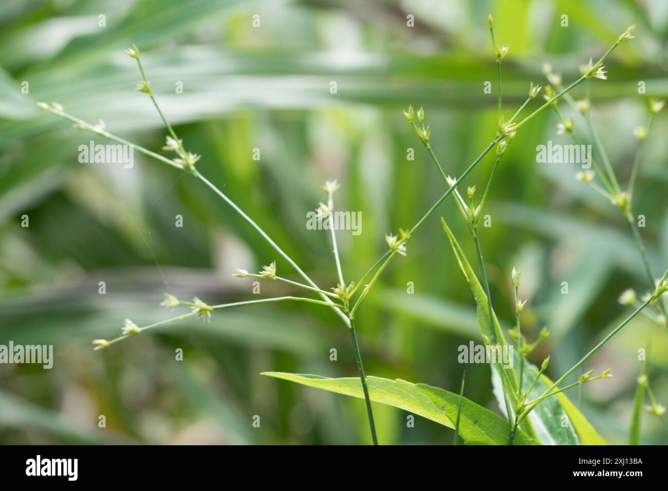 rushes (Juncus) Plantae Stock Photo - Alamy