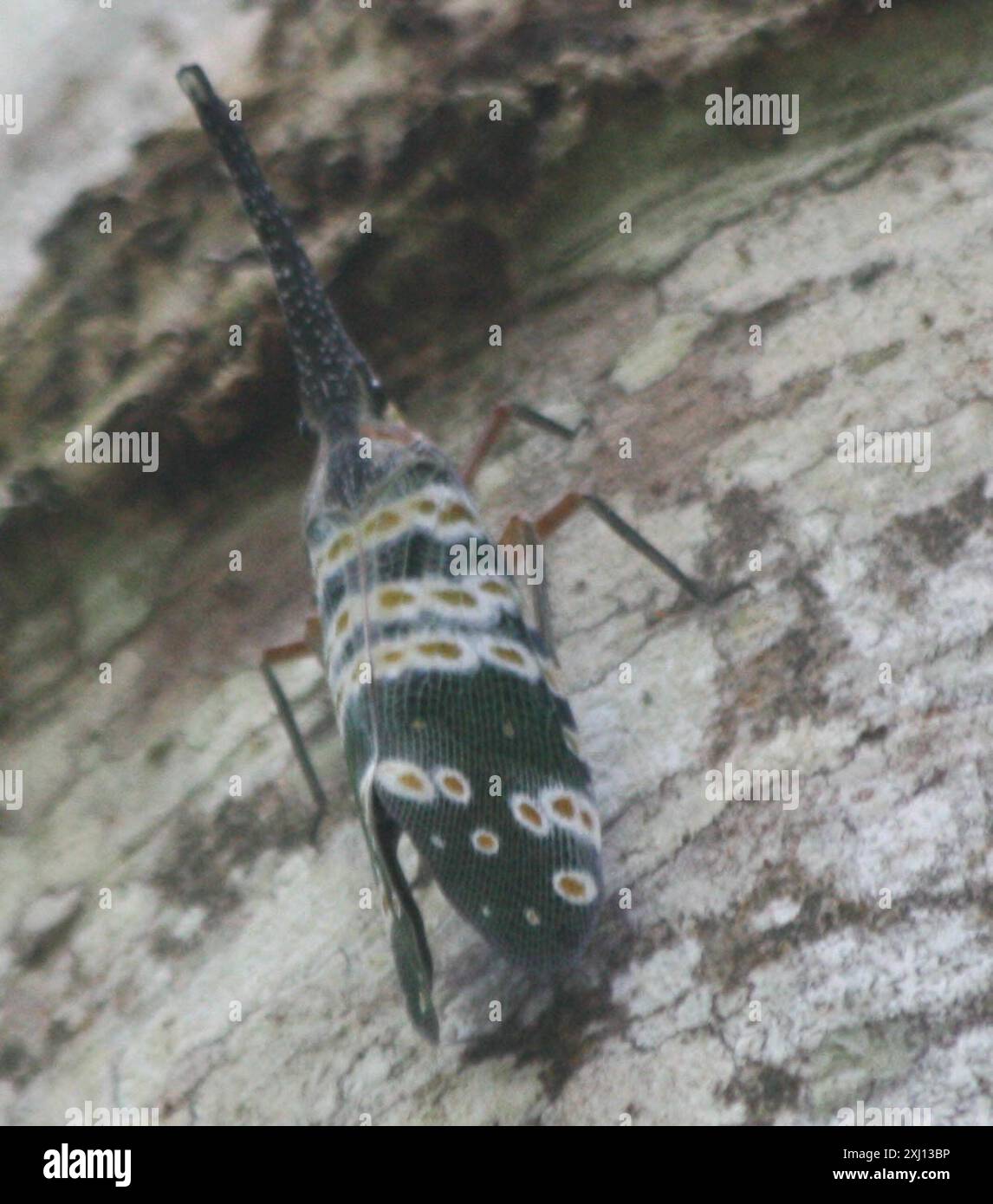 Dark-horned Lanternfly (Pyrops spinolae) Insecta Stock Photo - Alamy
