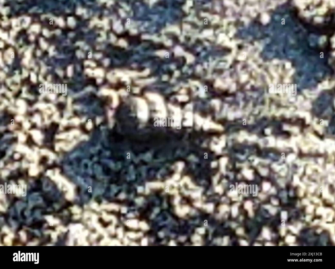 California Horn Snail (Cerithideopsis californica) Mollusca Stock Photo ...