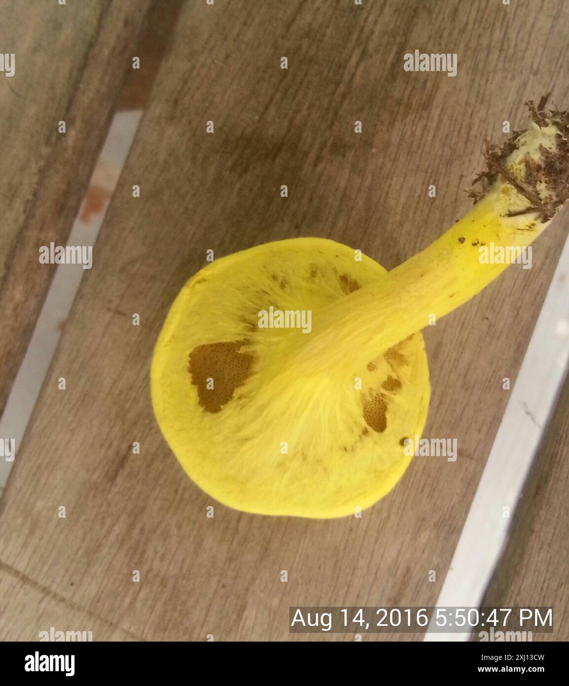 powdery sulfur bolete (Pulveroboletus ravenelii) Fungi Stock Photo - Alamy