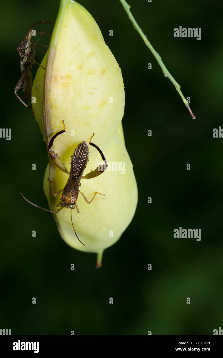 Bow legged hi-res stock photography and images - Alamy