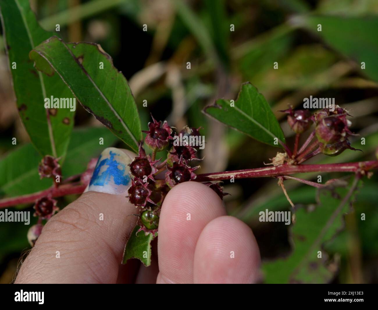 swamp loosestrife (Decodon verticillatus) Plantae Stock Photo - Alamy